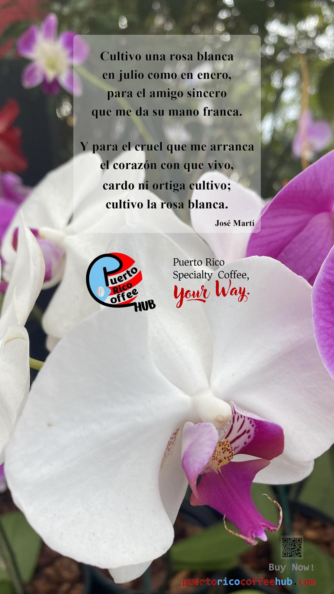 Cultivo Una Rosa Blanca Cultivo Una Rosa Blanca: Poema De José Martí